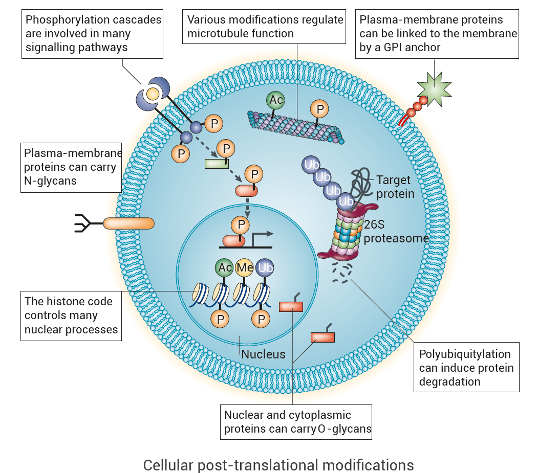 PTM Proteomics - Geneethic